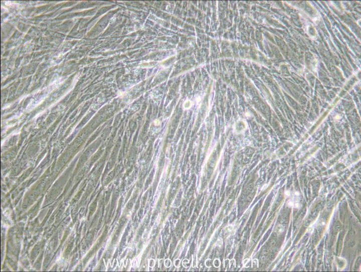 细胞学堂 | C2C12细胞培养攻略,C2C12细胞诱导分化步骤-武汉普诺赛生命科技有限公司